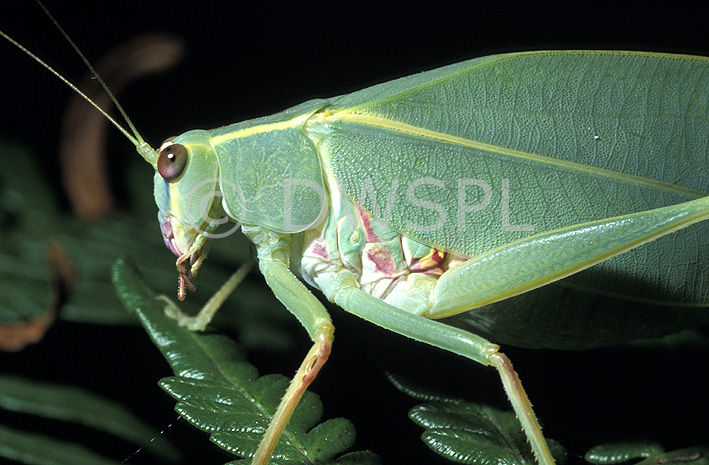A Royalty Free Image Of Close Up Of Gum Leaf Katydid Also Known As Long Horned Grasshopper 