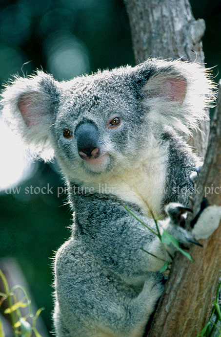 KOALA (PHASCOLARCTOS CINEREUS) AUSTRALIA