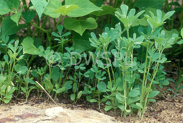 FENUGREEK GROWING (TRIGONELLA FOENUM-GRAECUM) HERB, FABACEAE